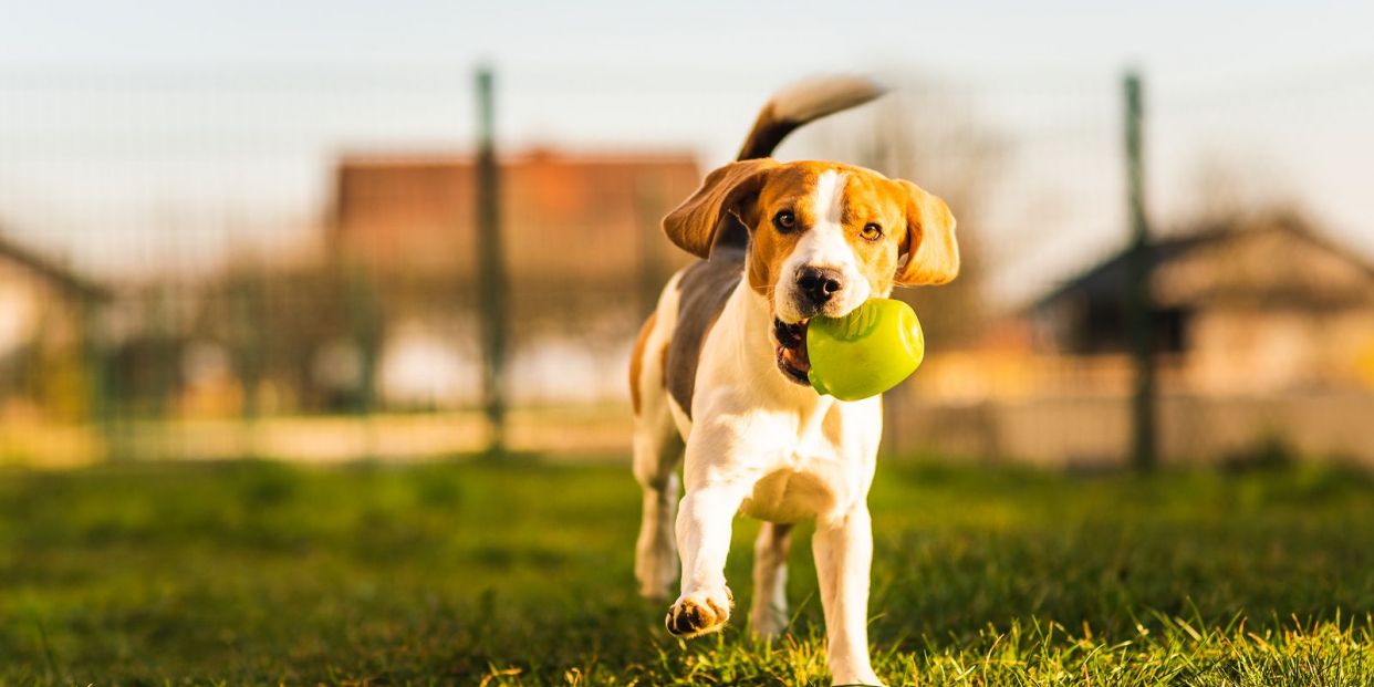 Cómo proteger a tu perro de los insectos en verano