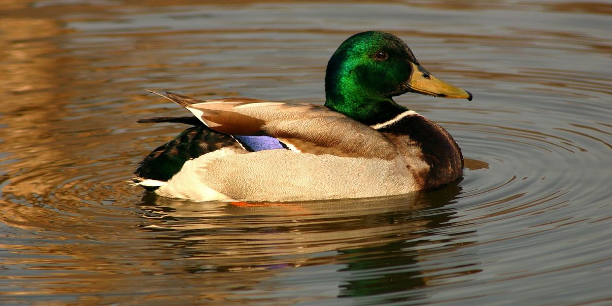Ruta para disfrutar las aves y la cocina de Murcia (3)