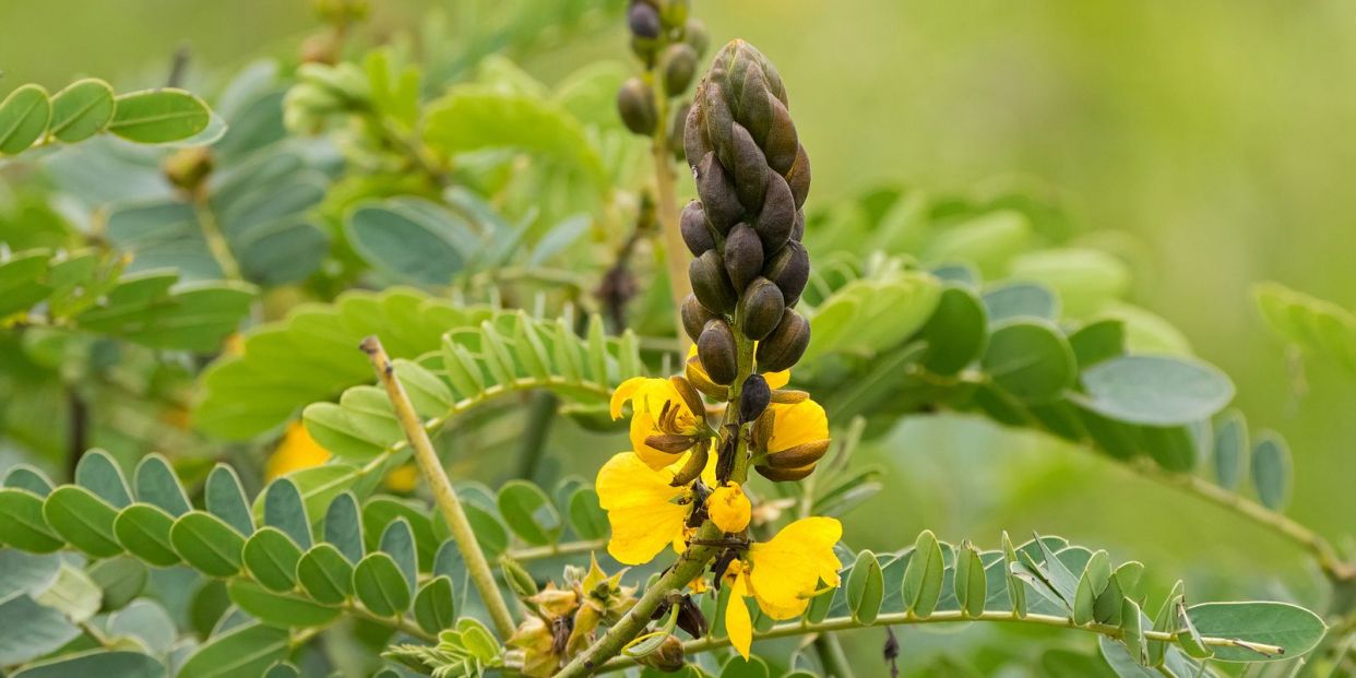 Las propiedades del sen y los peligros de su abuso