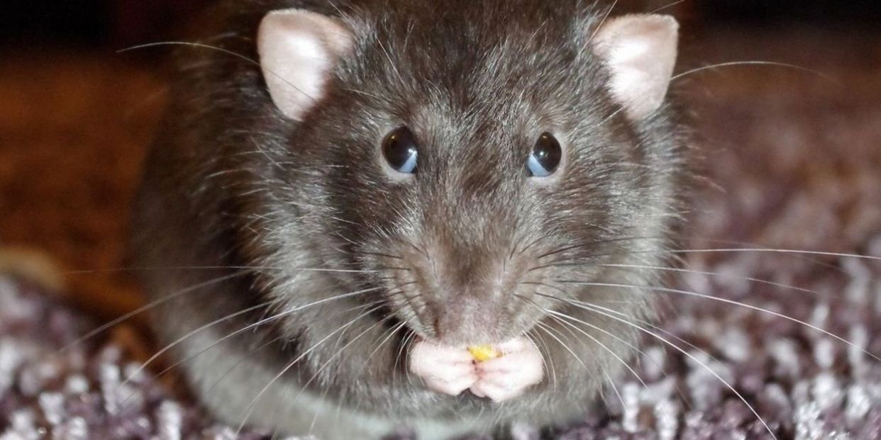 A propósito de la ley de bienestar animal y las ratas