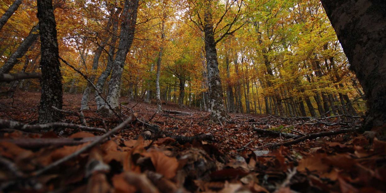 Cómo conseguir un pase para visitar el Hayedo de Montejo