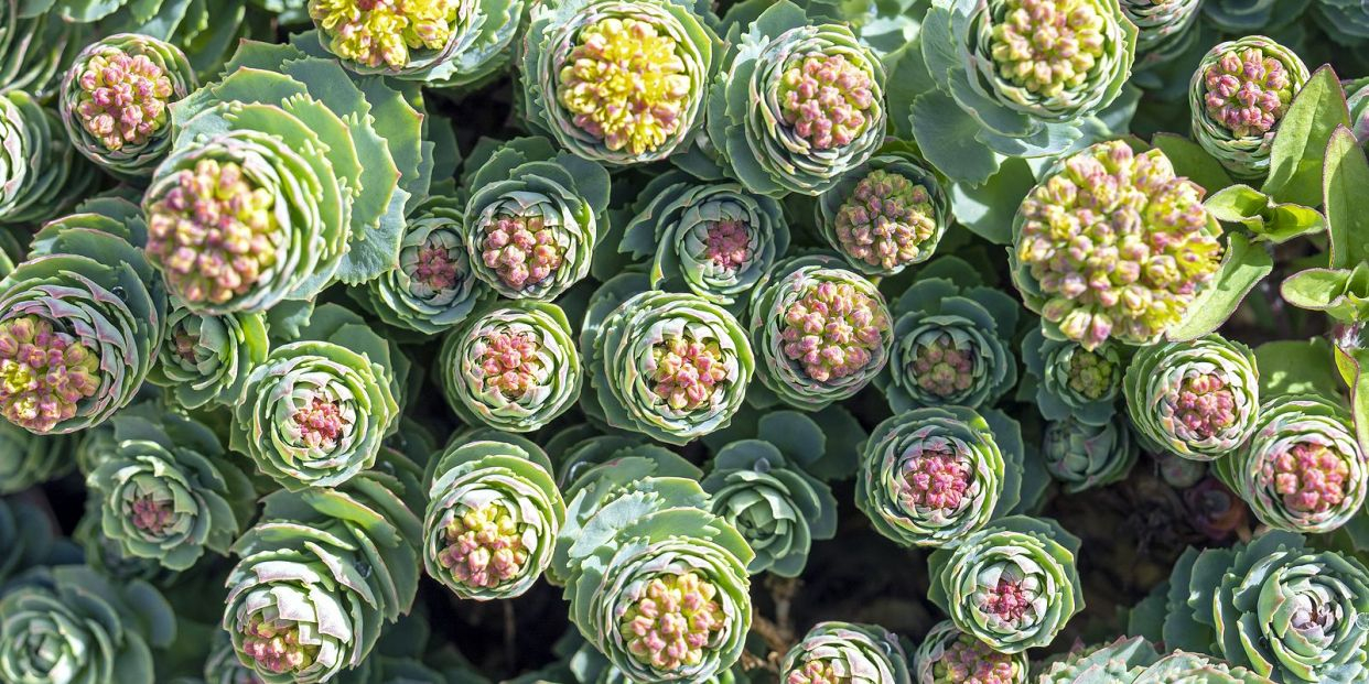 Qué es la rhodiola y cómo ayuda contra el estrés