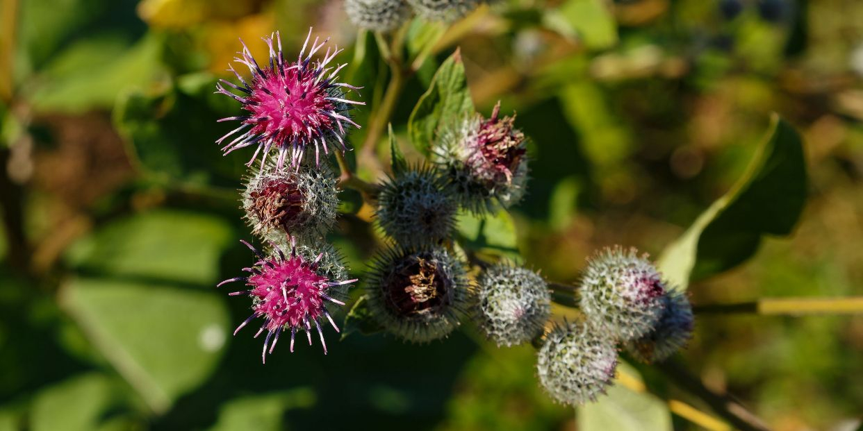 Una hierba invasora, clave contra el envejecimiento