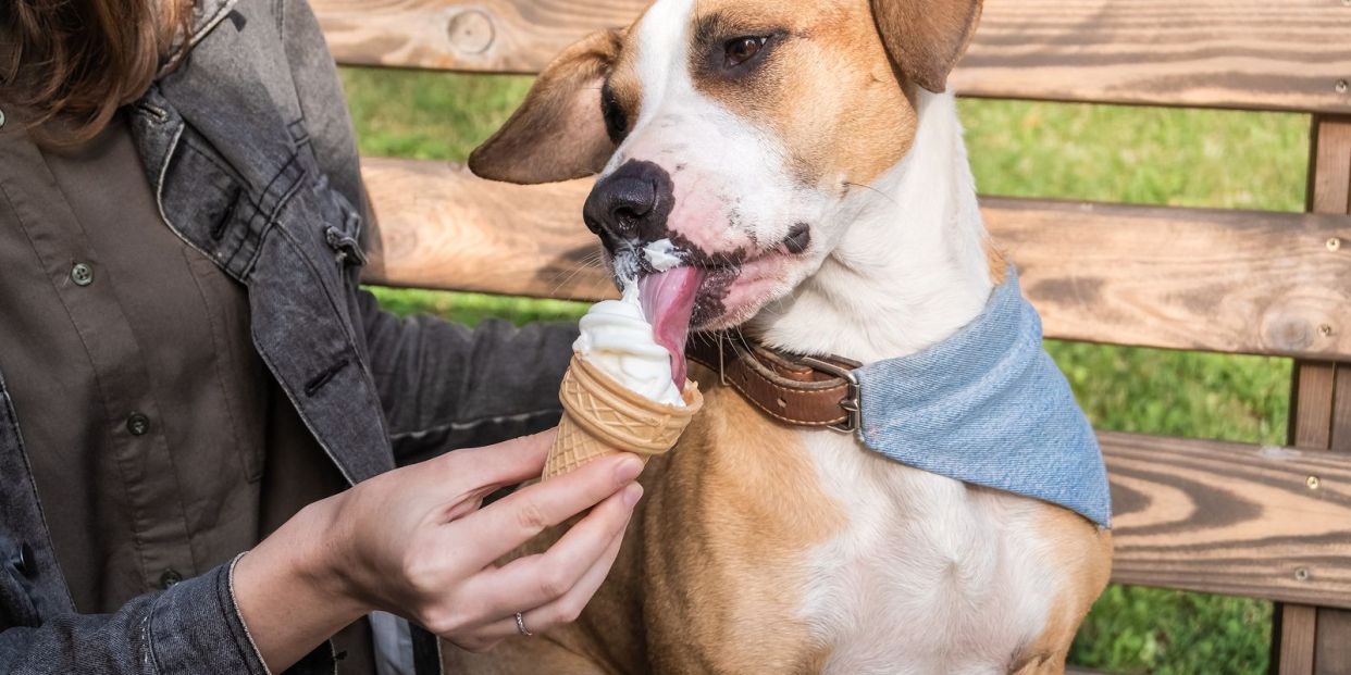 Cómo elaborar helados caseros y naturales para tu perro