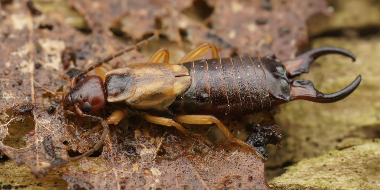 Tijeretas, uno de los insectos del verano: ¿son peligrosas?