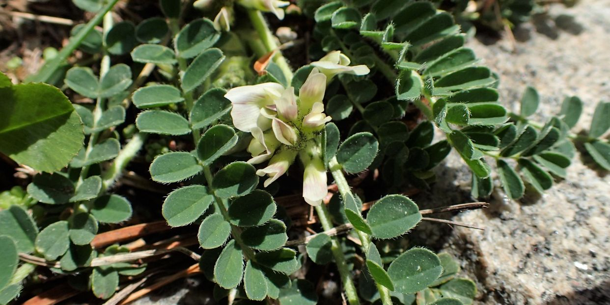 "Astragalus: The Medicinal Plant with Potential Cardiovascular Benefits ...