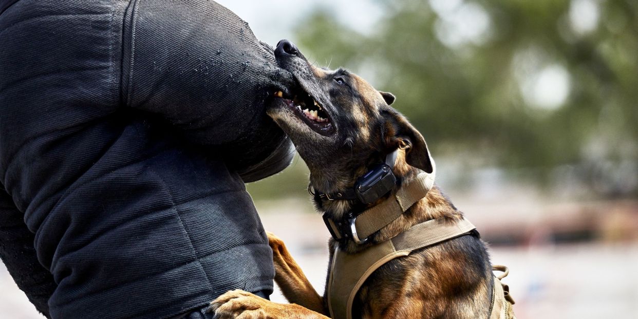 Los días calurosos provocan más ataques de perros