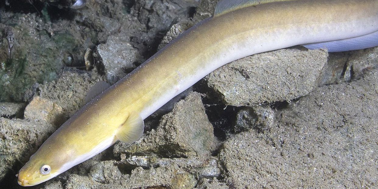 El prodigioso viaje de la anguila y de la angula