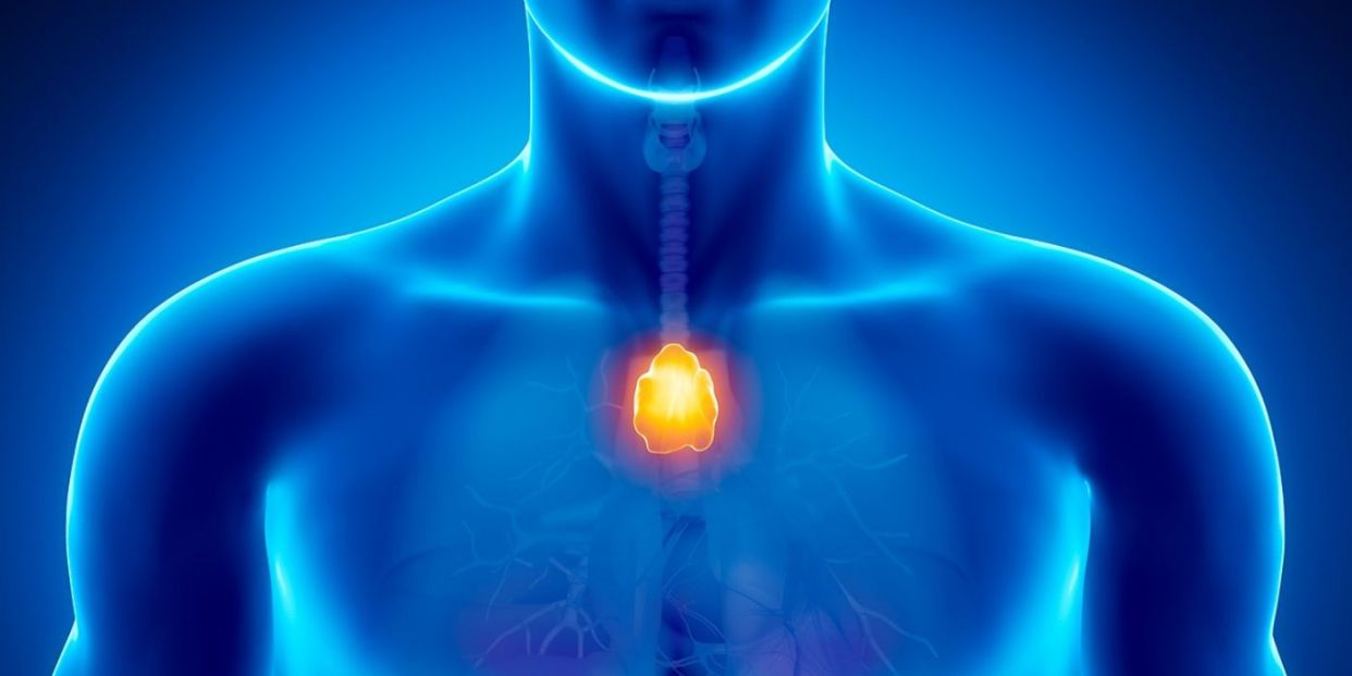 El timo para prevenir el cáncer y enfermedades autoinmunes