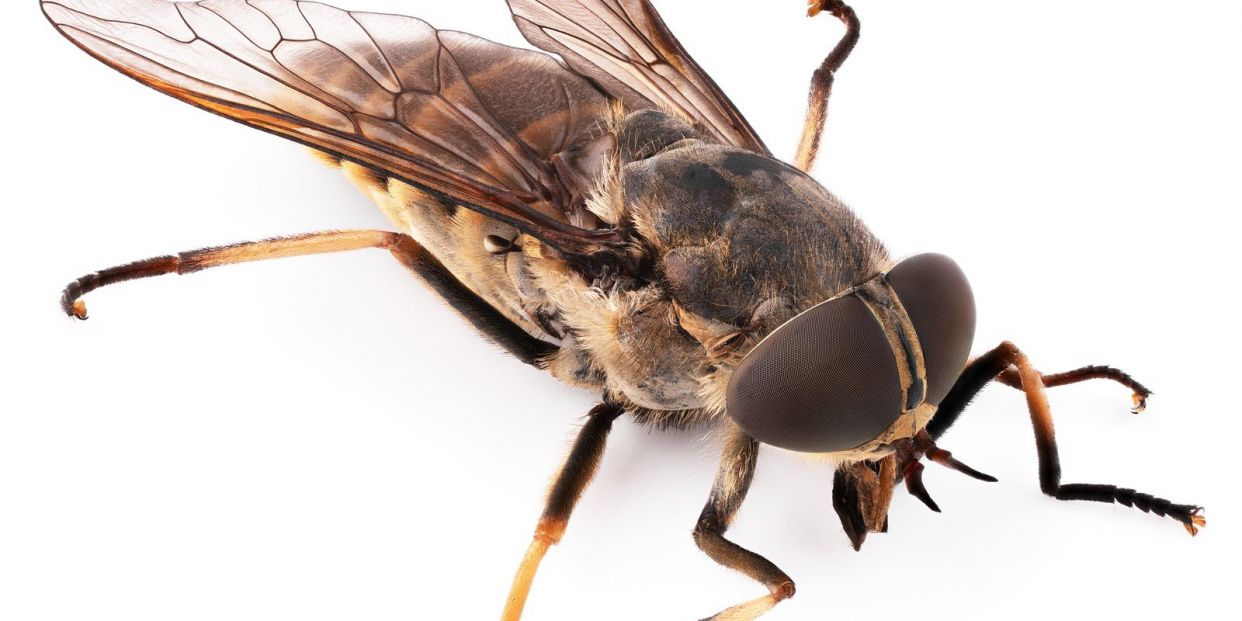 ¿Qué hacer ante la picadura de un tábano?