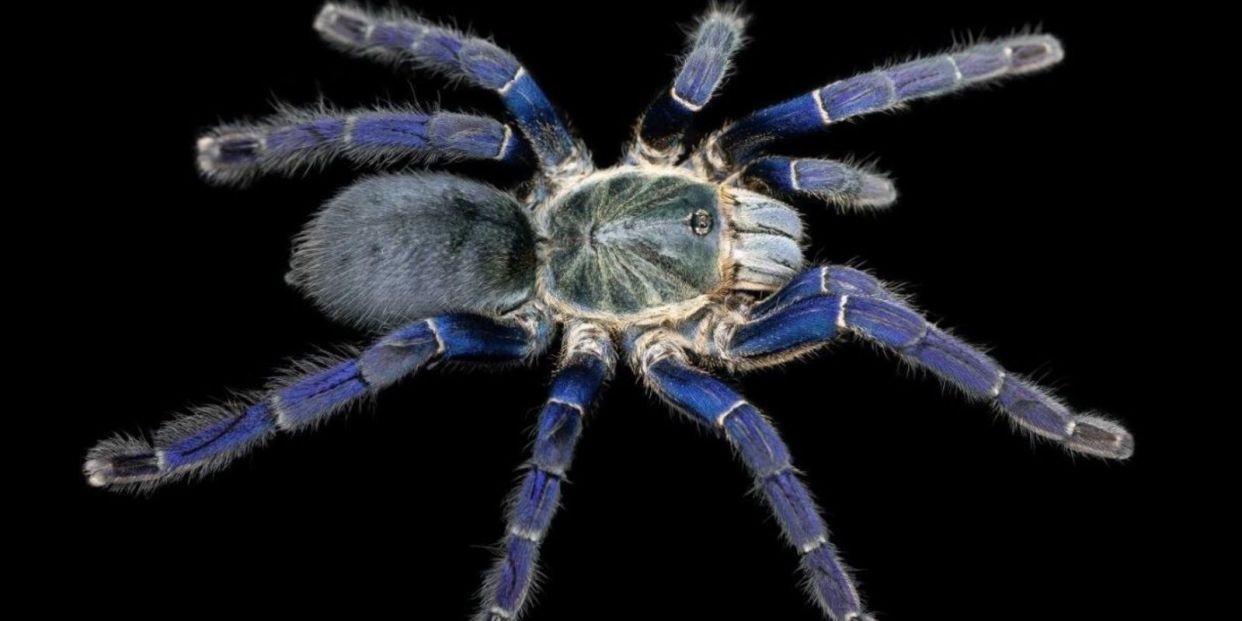 Descubren una tarántula de color azul eléctrico