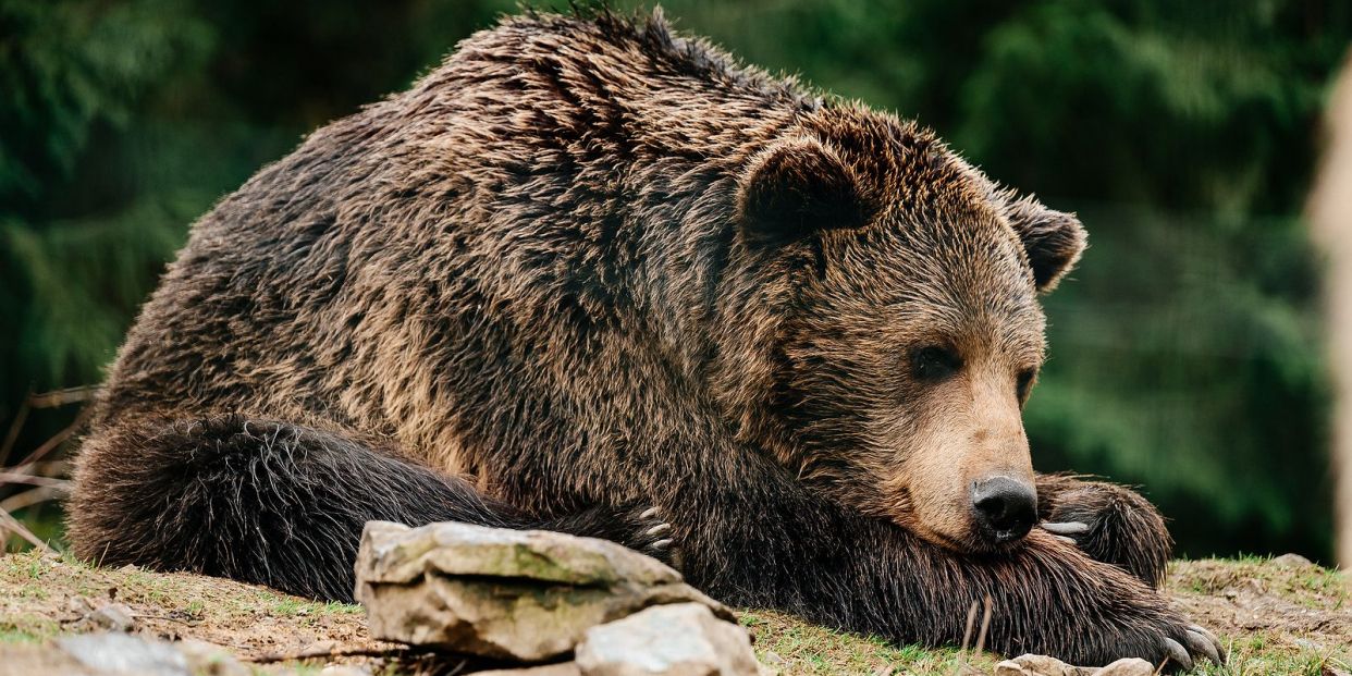 ¿Cómo sobreviven los osos sin comer durante meses?