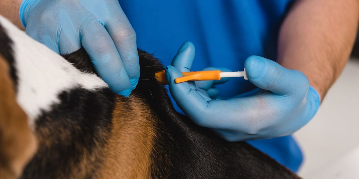 Microchip en perros y gatos: todo lo que necesitas saber