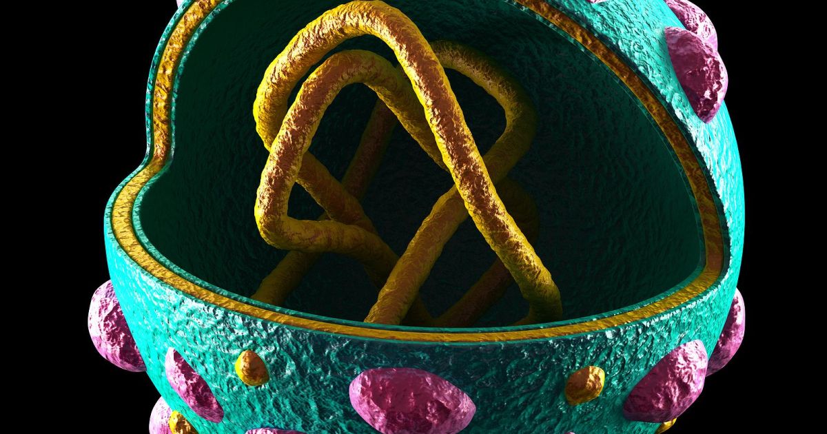 La OMS, sobre el brote de hantavirus: "No es el Covid"