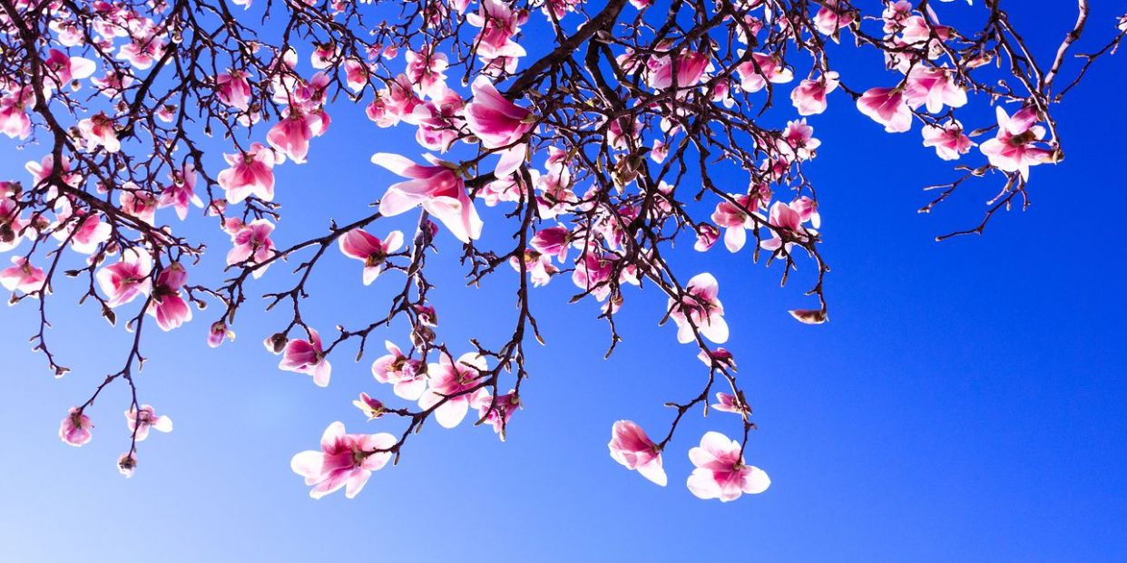 ¿Cuándo llega la primavera este 2019?