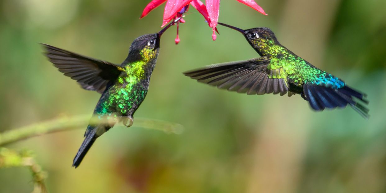 Why do birds have wings?