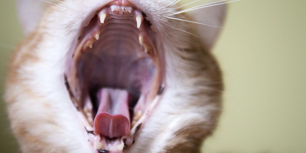 ¿Por qué se les caen los dientes a los gatos?