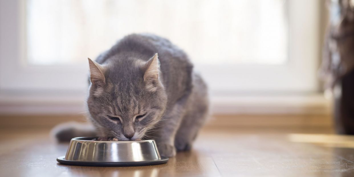 La mejor comida para gatos del supermercado