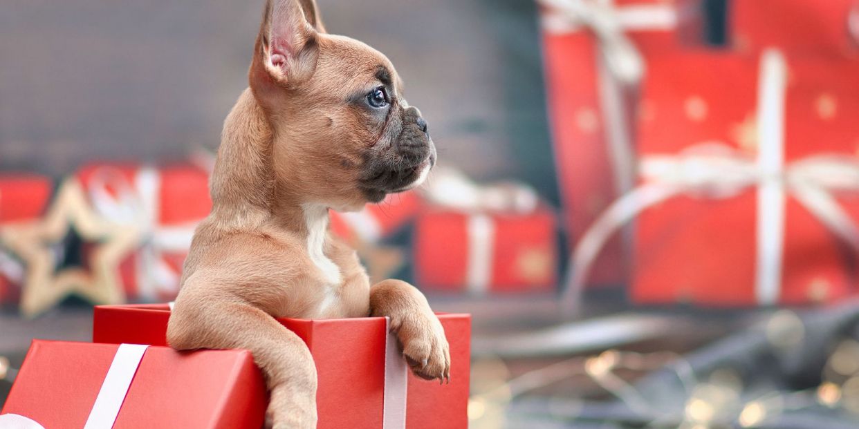 Quiero regalar un perro