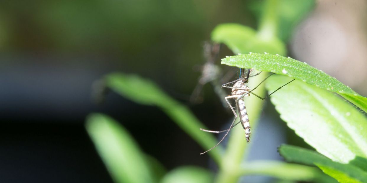 Qué remedios naturales existen para repeler insectos