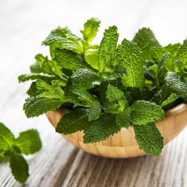 Propiedades de la menta que desconocías