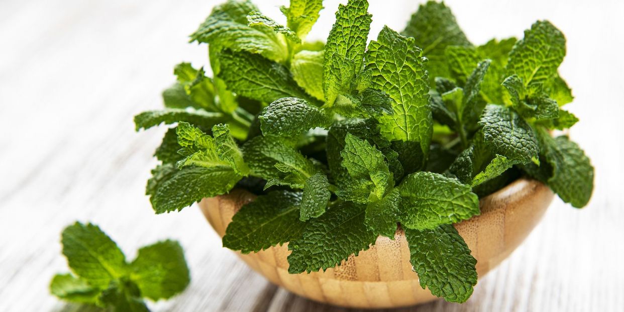 Propiedades de la menta que desconocías