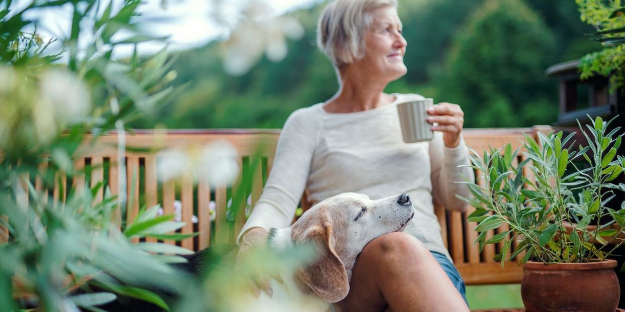 Motivos por los que deberías adoptar un perro sénior