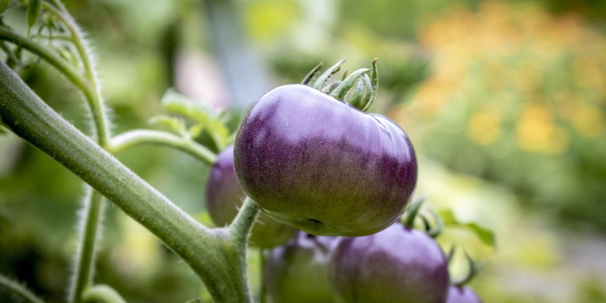 Tomate azul: una variedad que comienza a hacerse hueco