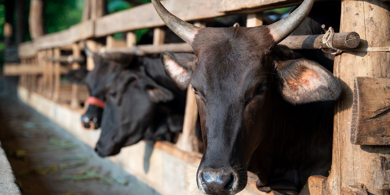 Carne Wagyu: La ternera originaria de Japón