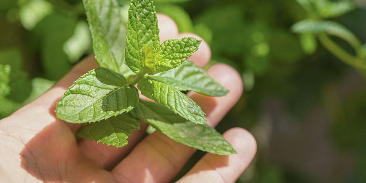 Errores que cometes al cultivar menta en casa