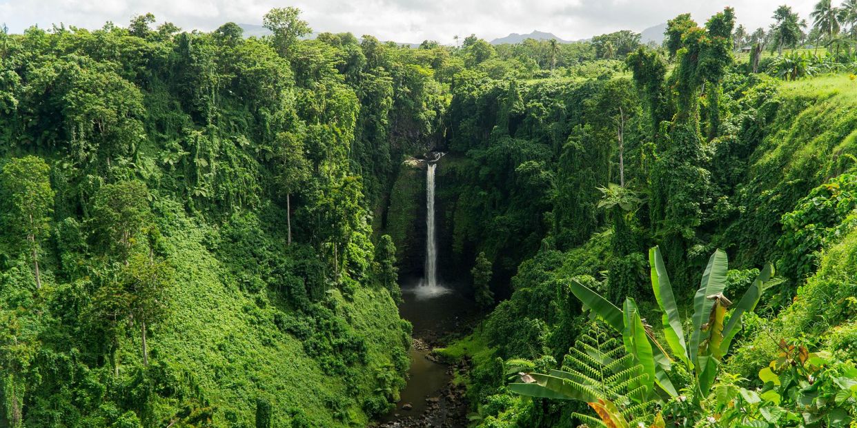 Esta planta puede ser tan efectiva como el ibuprofeno