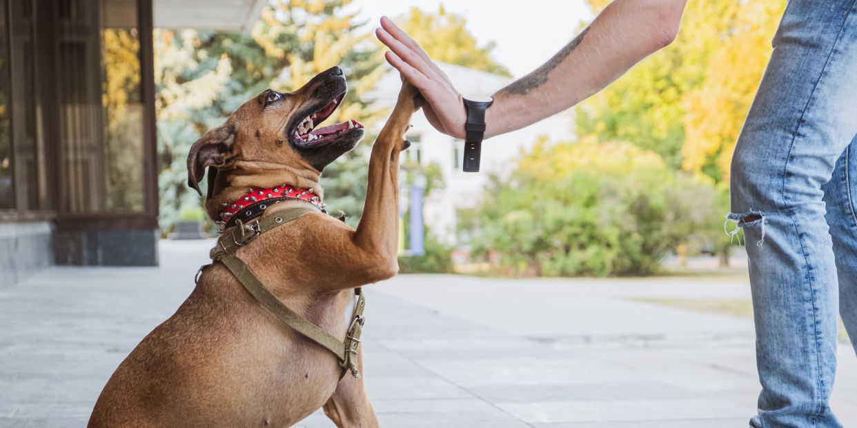 Demuestran que los perros pueden distinguir entre idiomas