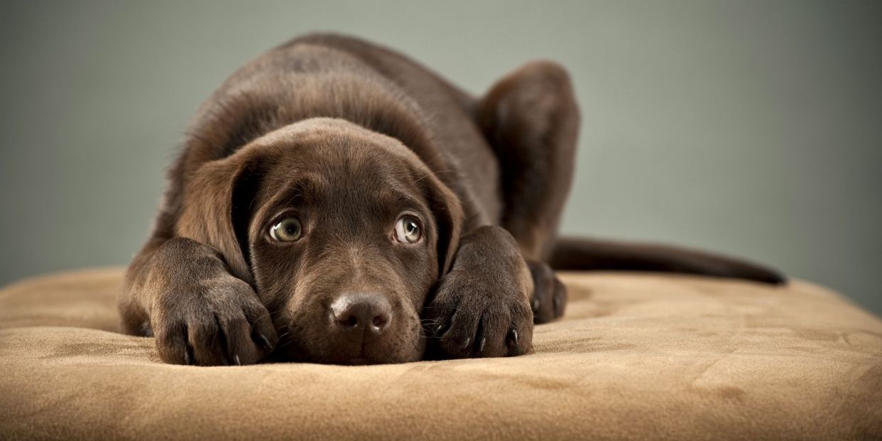 ¿Tu perro se asusta con las tormentas o los petardos?
