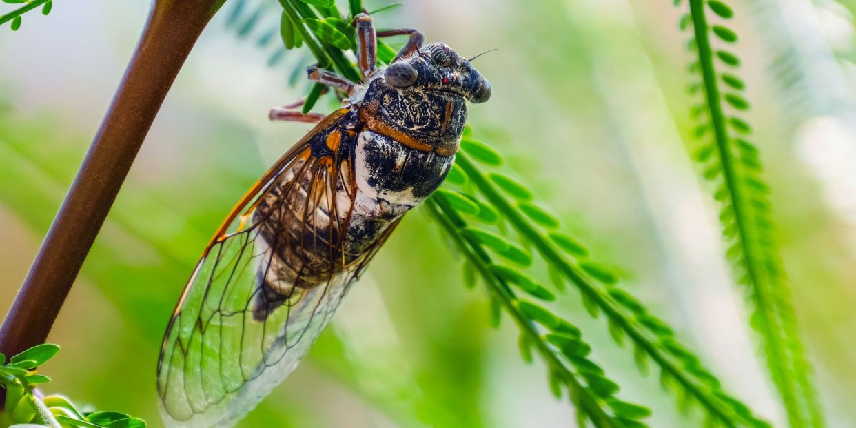Descubren un nuevo insecto de la familia de las chicharras