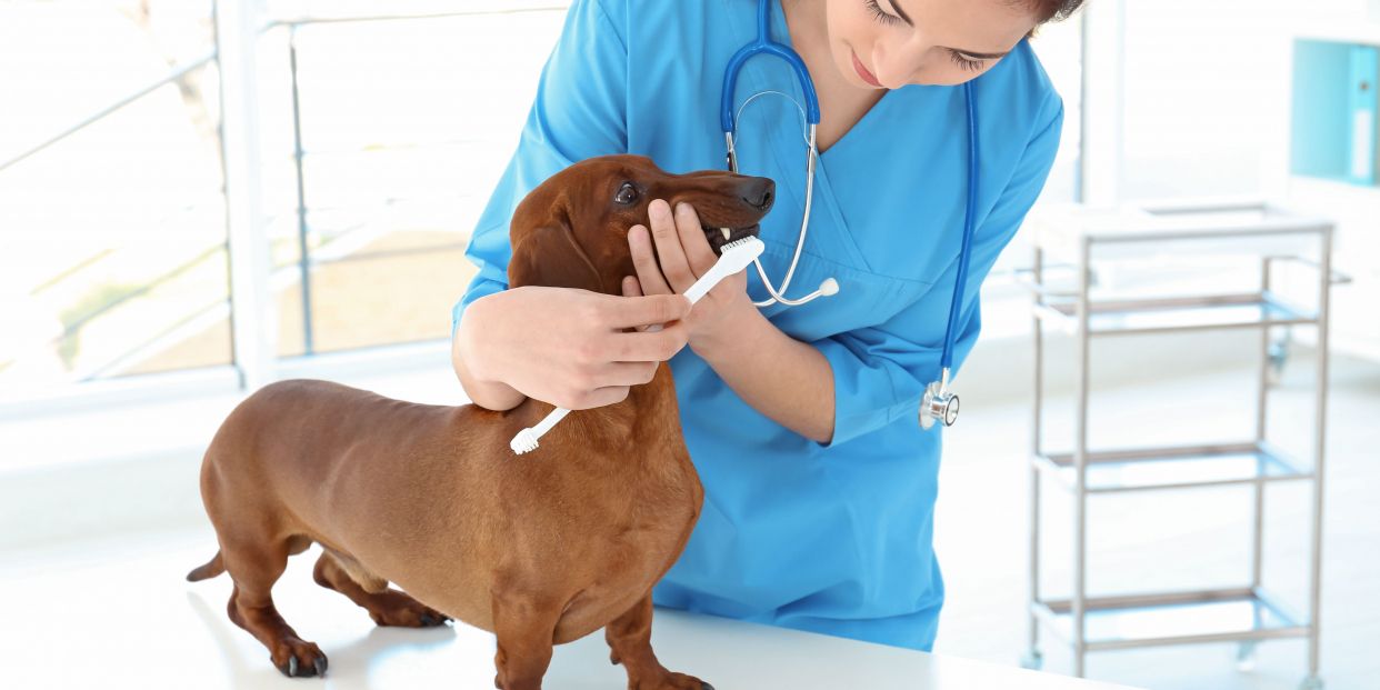 ¿Tu perro tiene problemas dentales? Ponle 'Brackets'