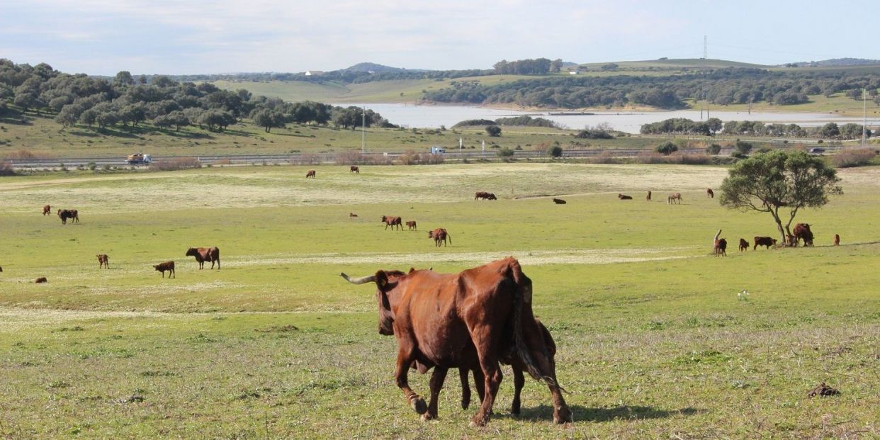 Comunidad de Madrid: curso de Ganadería Regenerativa